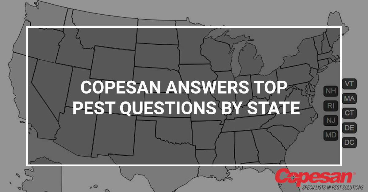 Warehouse Beetle Control Id Copesan Pest Library