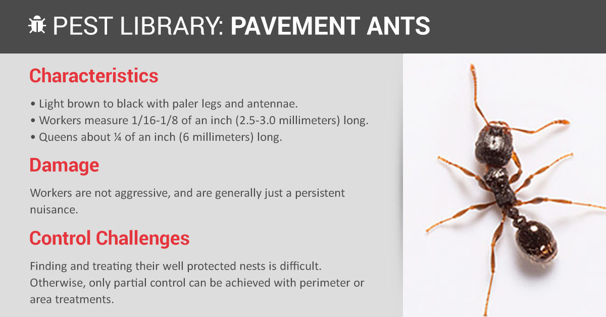 Red Pavement Ants
